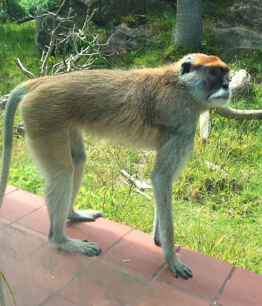 The San Francisco Zoo And Gardens