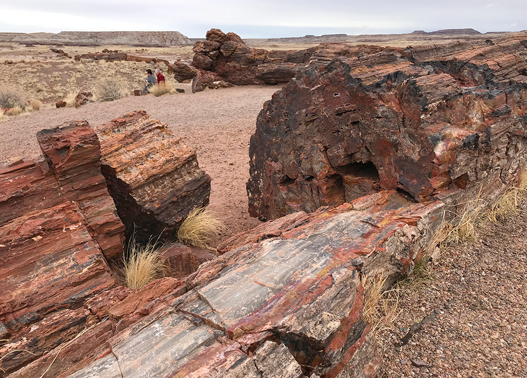Giant Logs Trail In The Rainbow Forest At Petrified Forest National Park