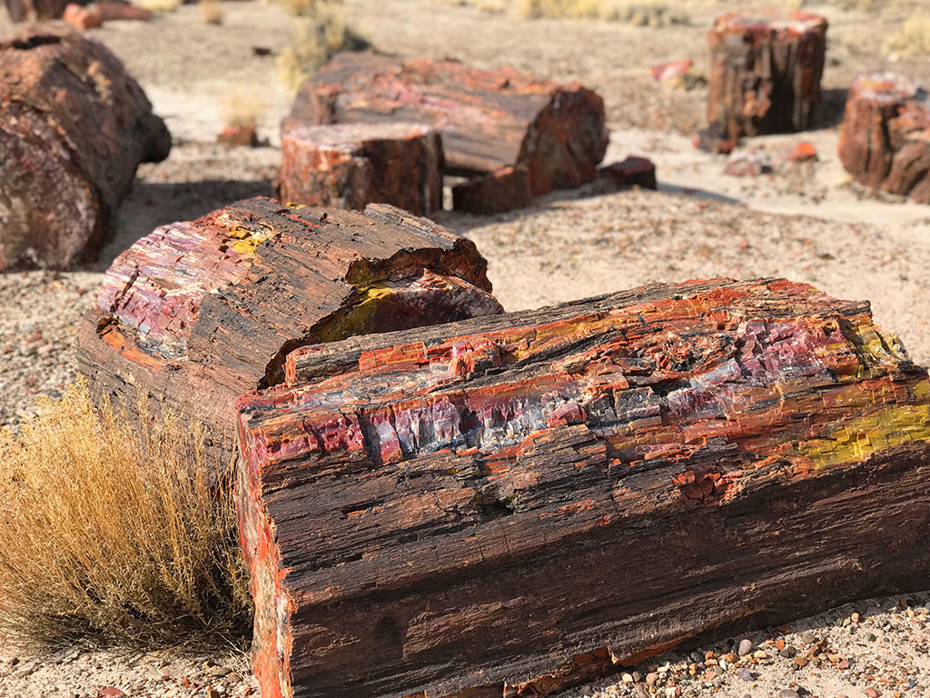 Exploring The Crystal Forest At Petrified Forest National Park