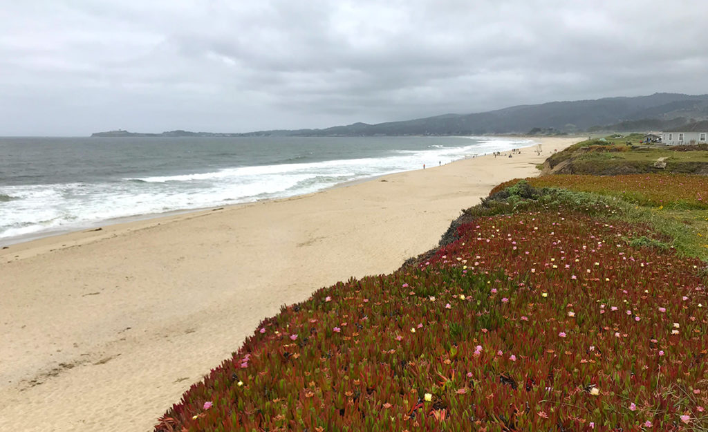 Francis Beach Campground, Half Moon Bay State beaches