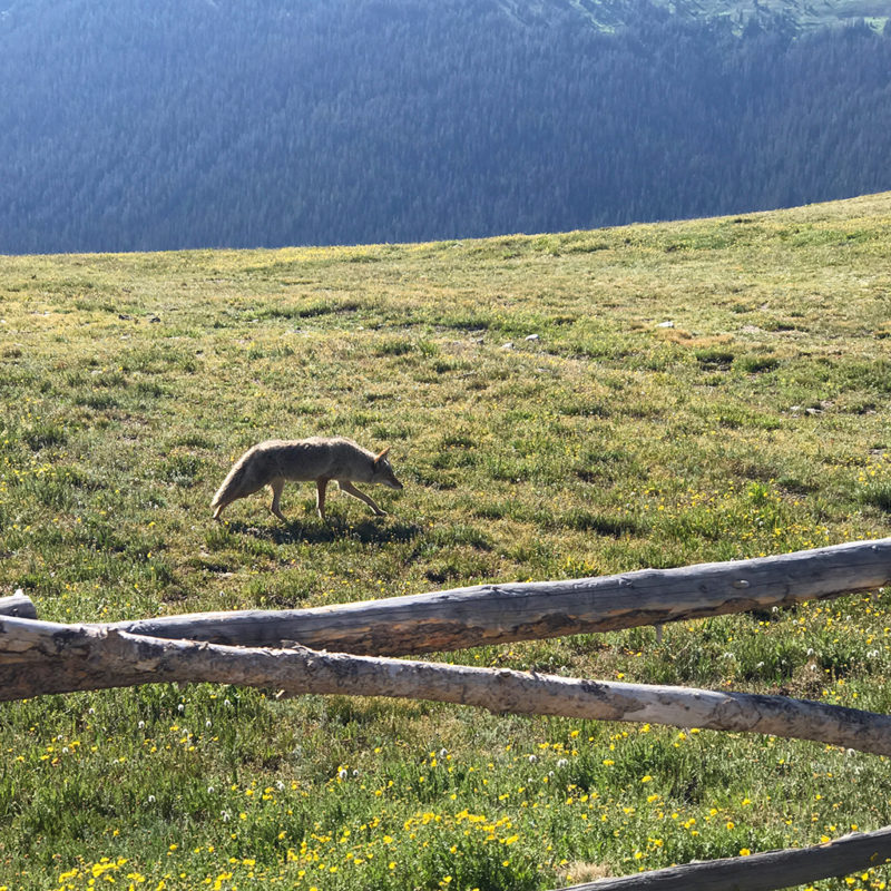 Rock Cut Overlook On Trail Ridge Road In Rocky Mountain National Park
