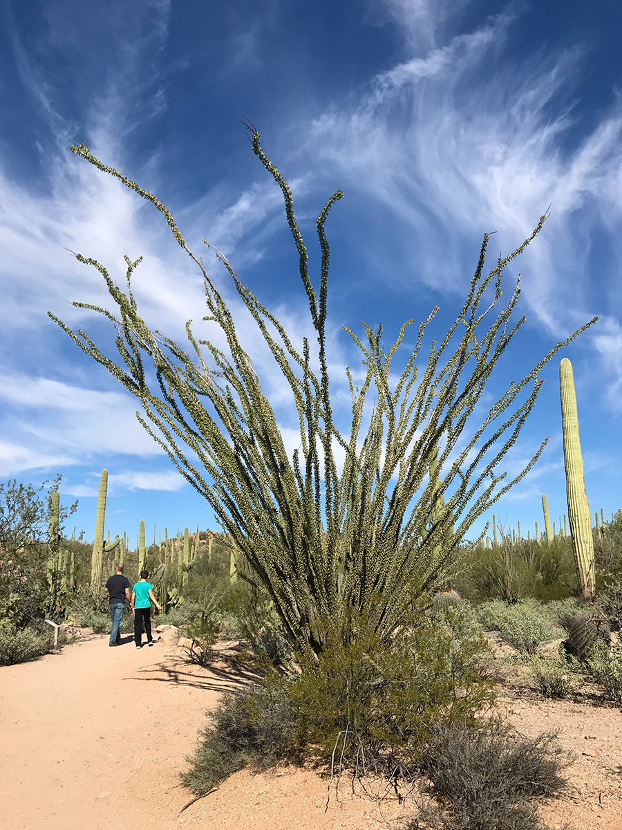 The Valley View Overlook Trail At Saguaro National Park