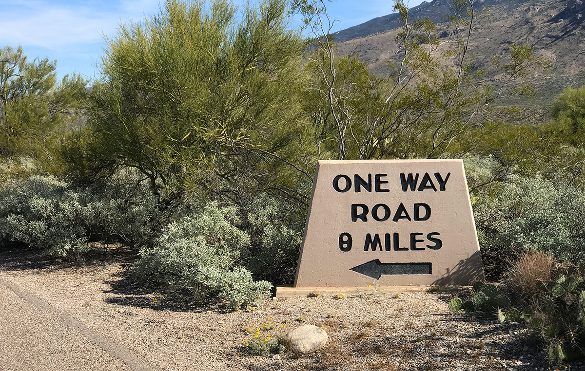 Scenic Cactus Forest Loop Drive At Saguaro National Park