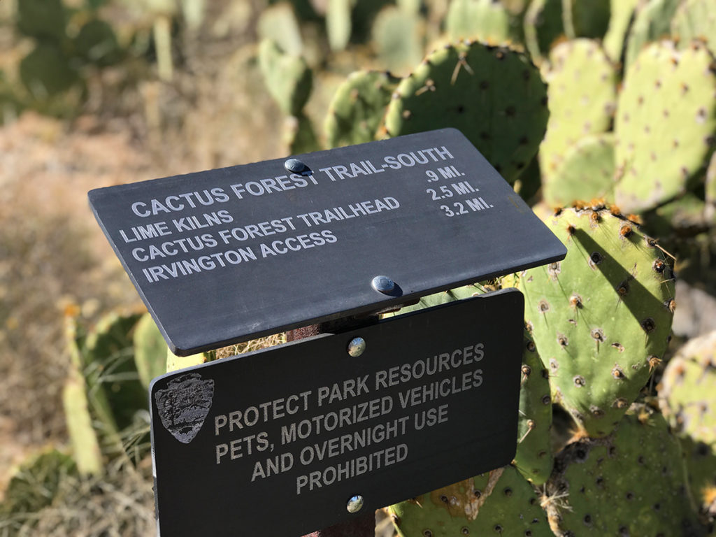 Scenic Cactus Forest Loop Drive At Saguaro National Park