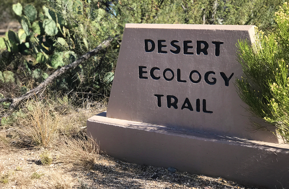 The Desert Ecology Nature Trail At Saguaro National Park
