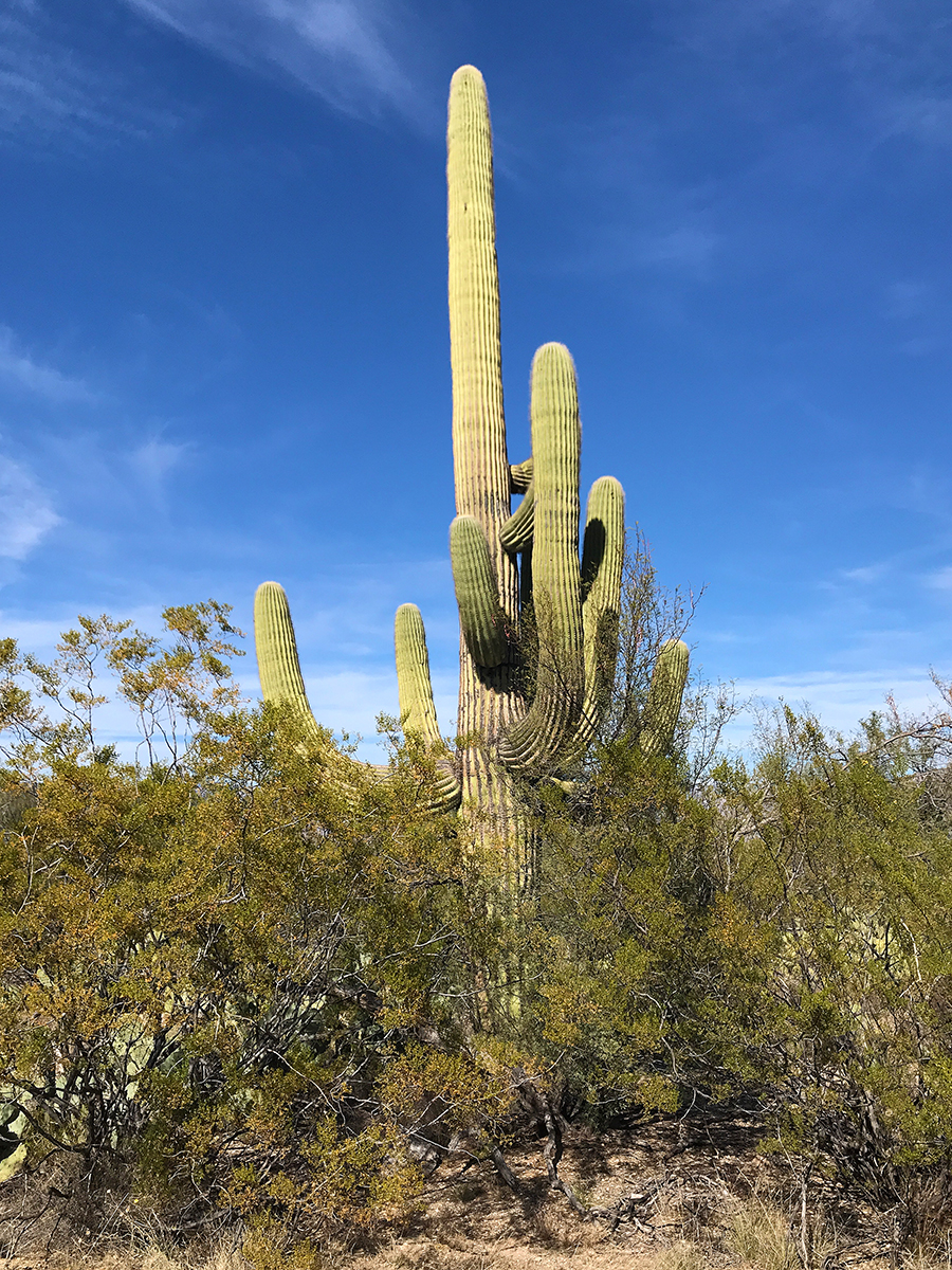 The Desert Ecology Nature Trail At Saguaro National Park