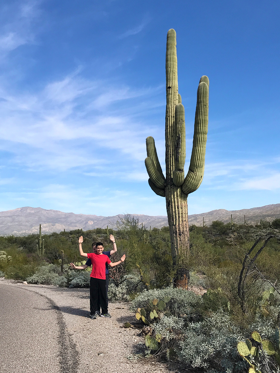 Scenic Cactus Forest Loop Drive At Saguaro National Park