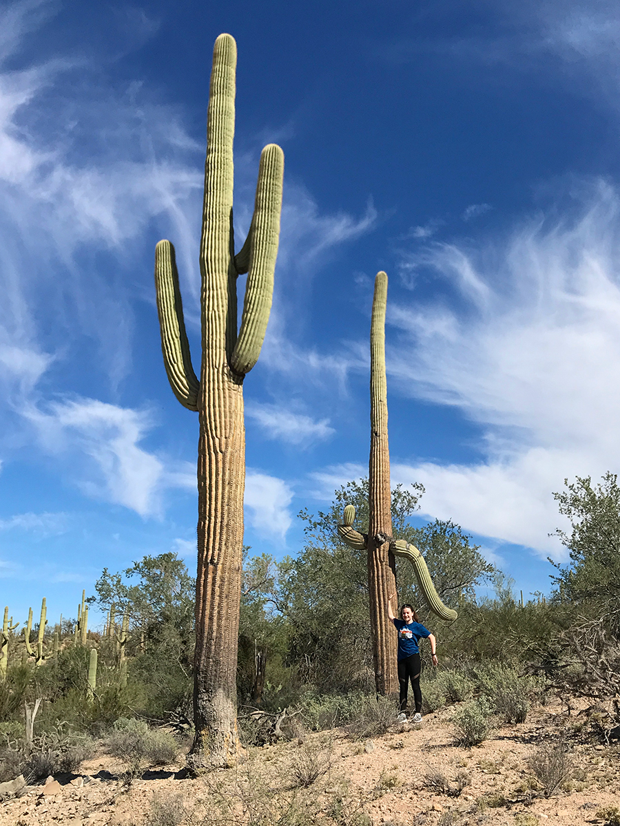 Scenic Bajada Loop Drive At Saguaro National Park