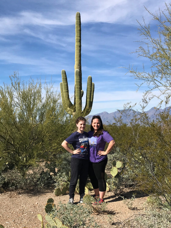 Scenic Cactus Forest Loop Drive At Saguaro National Park