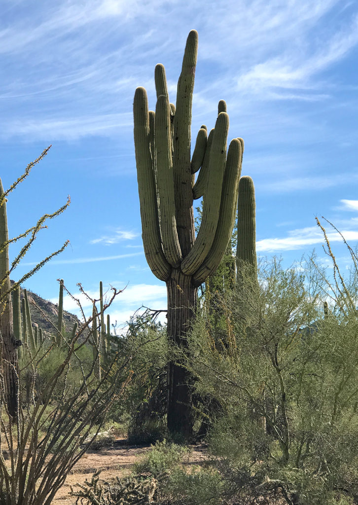 Scenic Bajada Loop Drive At Saguaro National Park