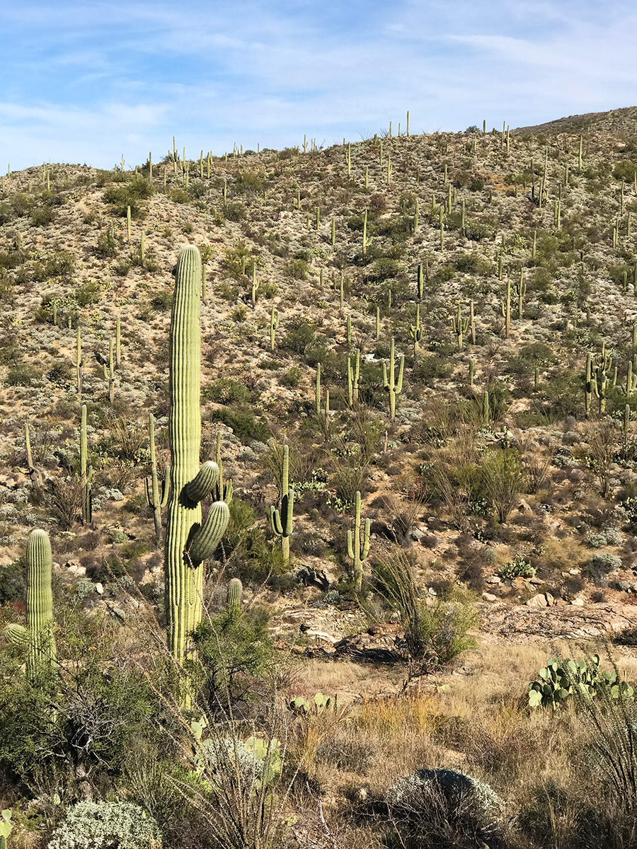 Scenic Cactus Forest Loop Drive At Saguaro National Park