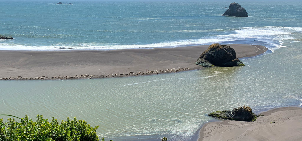 Goat Rock Beach and Blind Beach Near Jenner, California