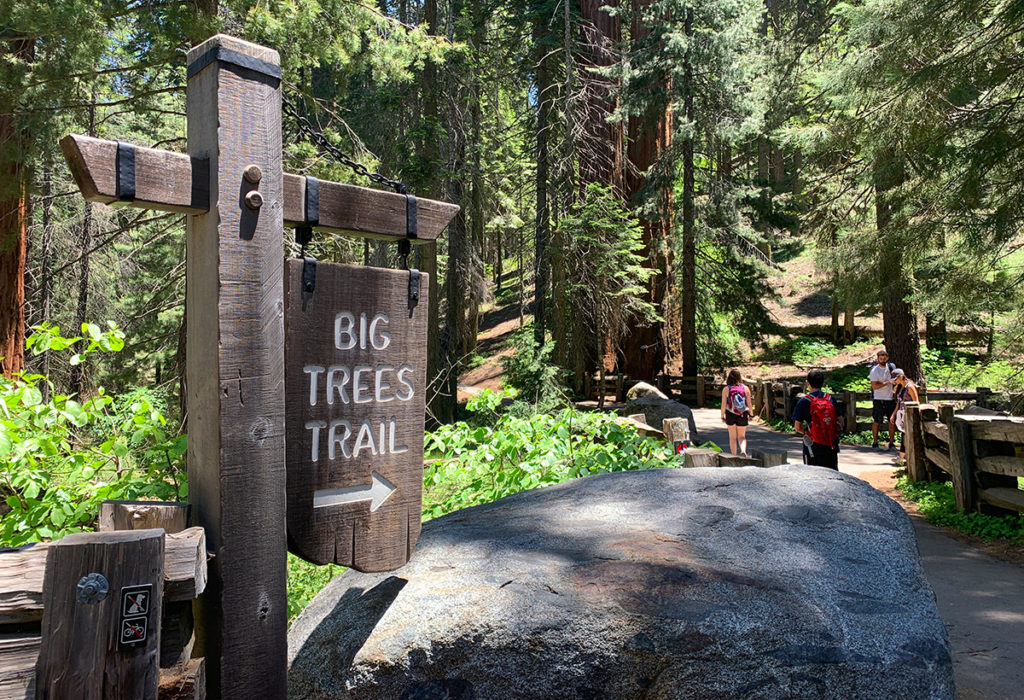 Big Trees Trail In Giant Forest At Sequoia National Park