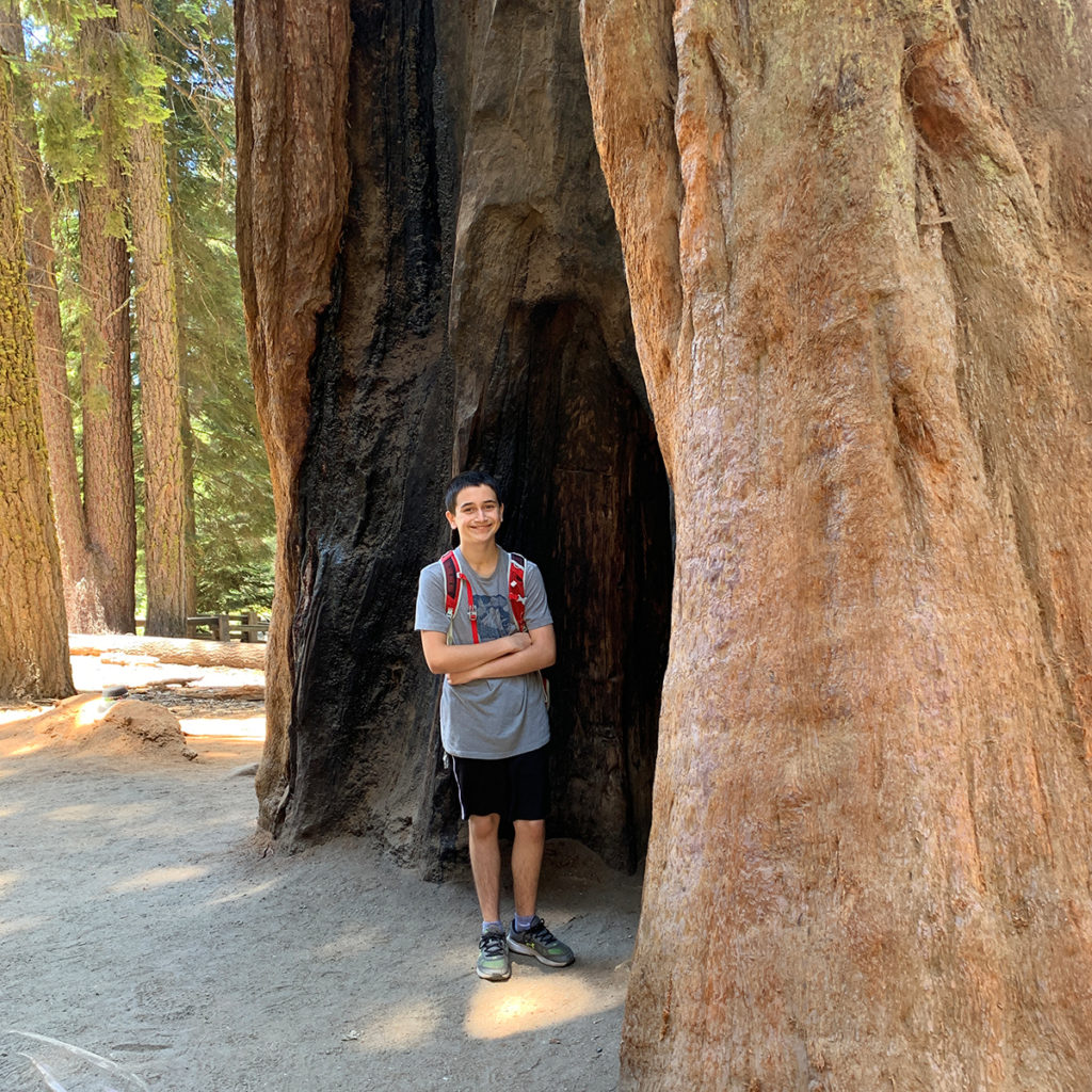 General Sherman Tree Trail At Sequoia National Park