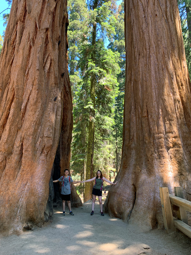 General Sherman Tree Trail At Sequoia National Park