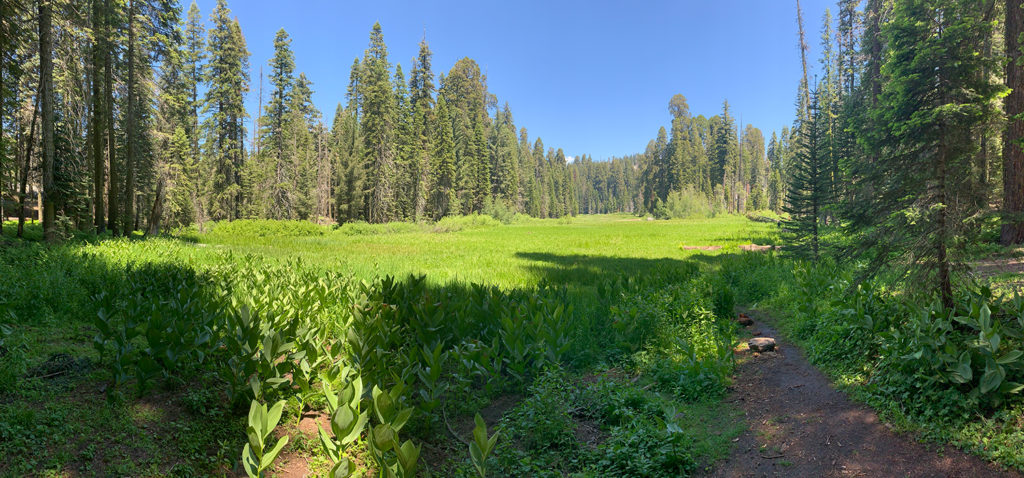 Crescent Meadow And Tharp's Log At Sequoia National Park