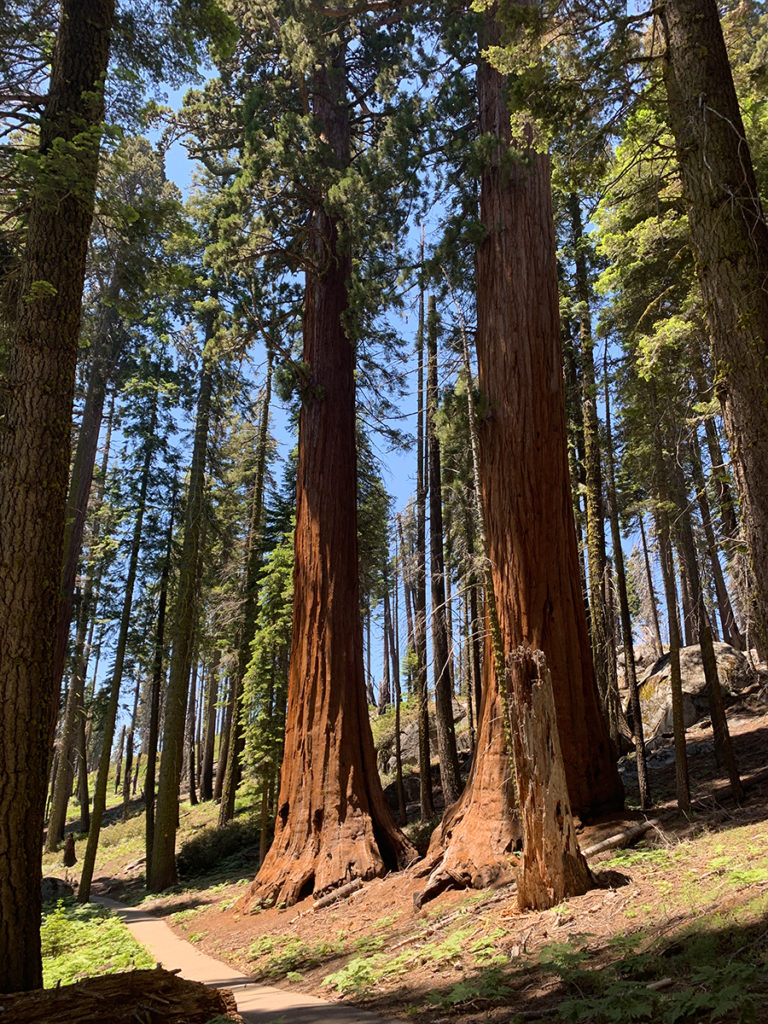 Crescent Meadow And Tharp's Log At Sequoia National Park
