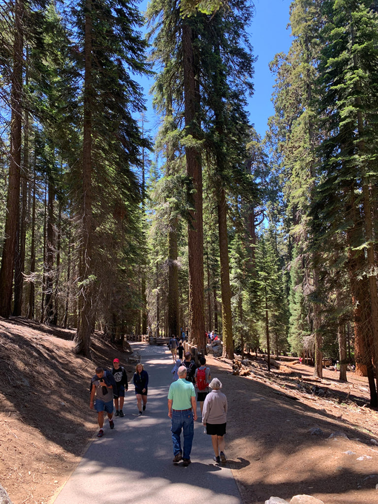 General Sherman Tree Trail At Sequoia National Park