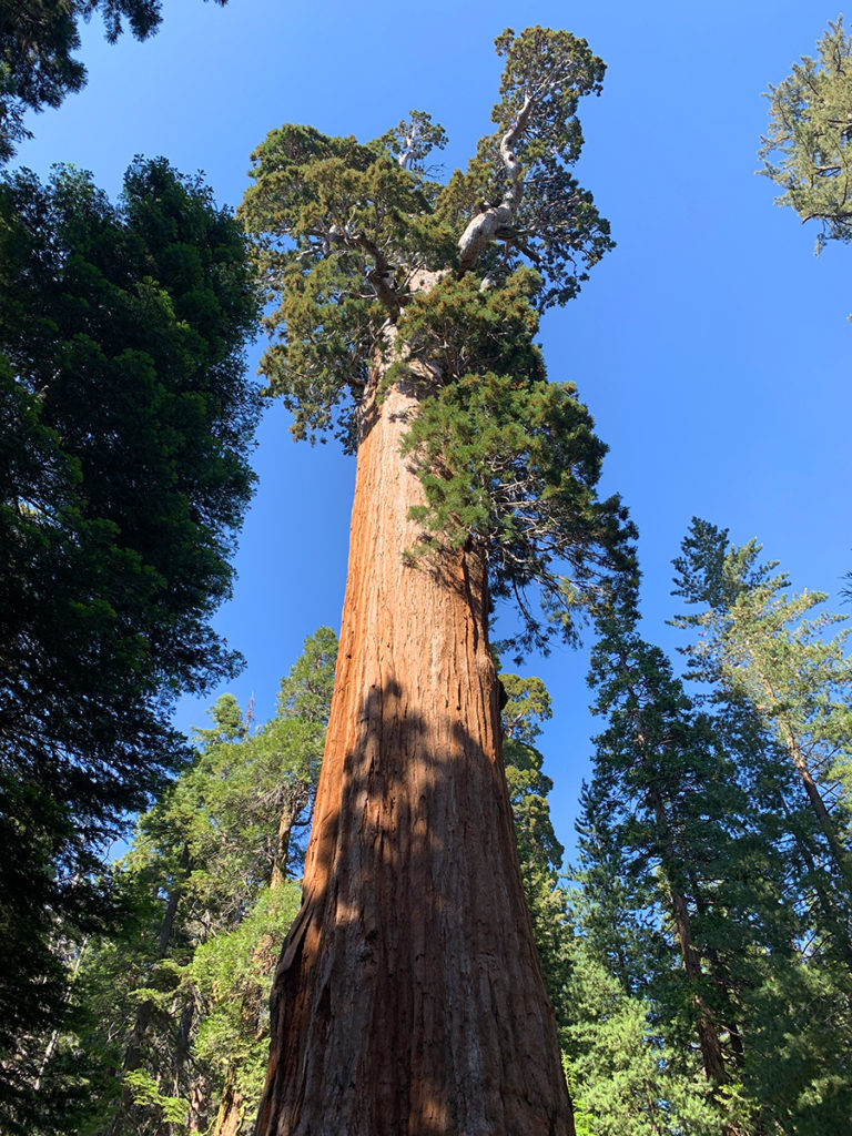 General Grant Tree Trail In Grant Grove At Kings Canyon National Park