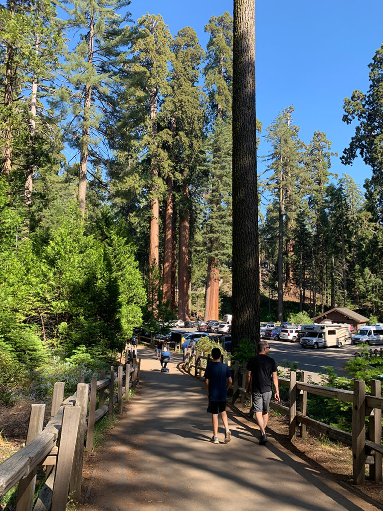 General Grant Tree Trail In Grant Grove At Kings Canyon National Park